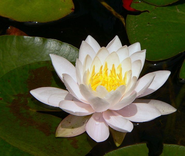 Meet Egypt’s National Flower: The Egyptian Lotus » This is Cairo
