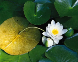 Meet Egypt’s National Flower: The Egyptian Lotus » This is Cairo