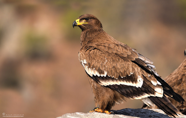 The National Animal of Egypt: The Steppe Eagle, Symbol of Power and Pride! » This is Cairo