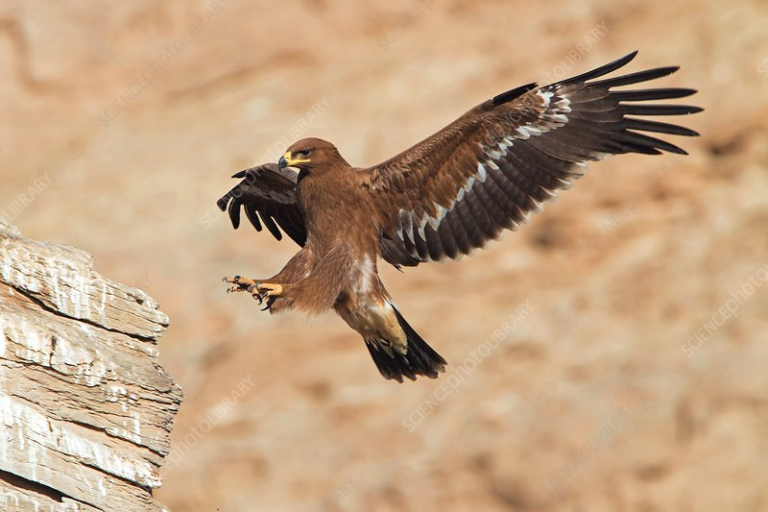 The National Animal of Egypt: The Steppe Eagle, Symbol of Power and Pride! » This is Cairo